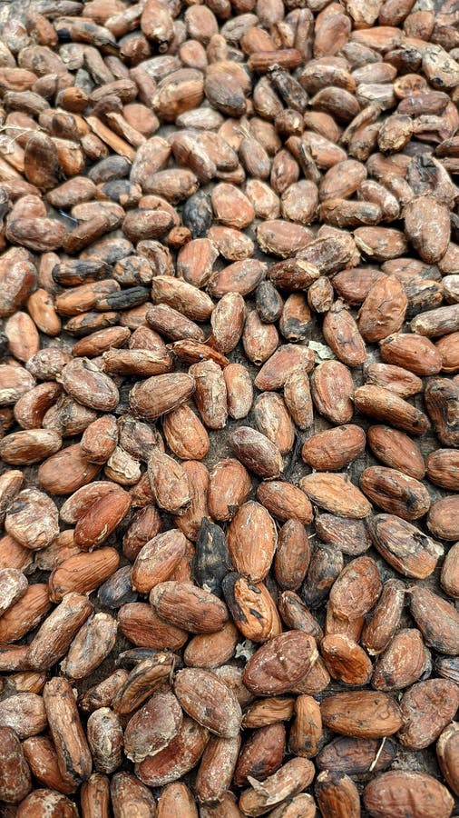 Cocoa Beans that are Being Dried in the Sun for Harvesting Stock Image ...