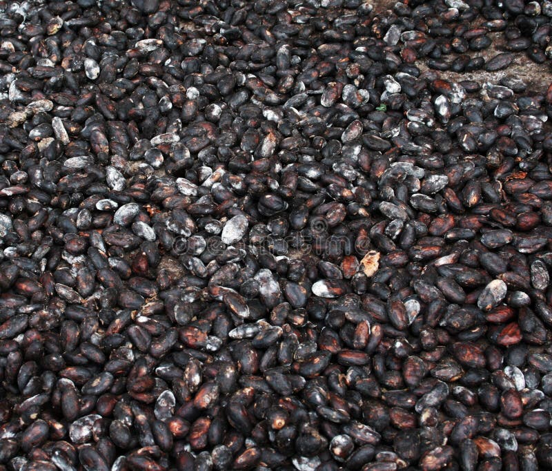 Cocoa beans drying stock image. Image of chocolate, beans - 13115437
