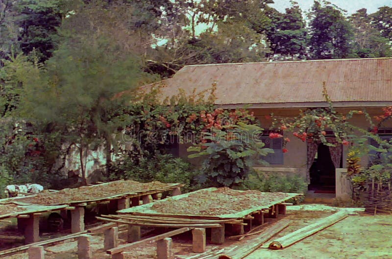 Cocoa Beans Drying on Racks in Ghana, Africa C.1960 Stock Photo - Image ...