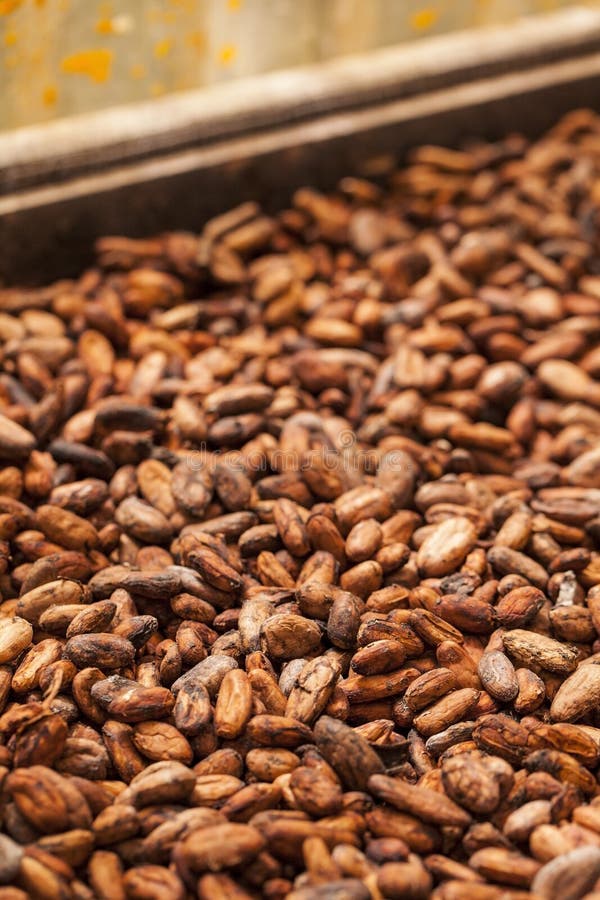 Drying Cocoa Beans stock image. Image of cocoa, agriculture - 8840565