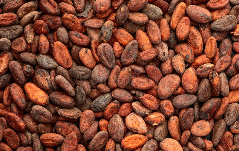 Cocoa Beans Grain Texture . Ingredient for Preparating Chocolate Stock ...