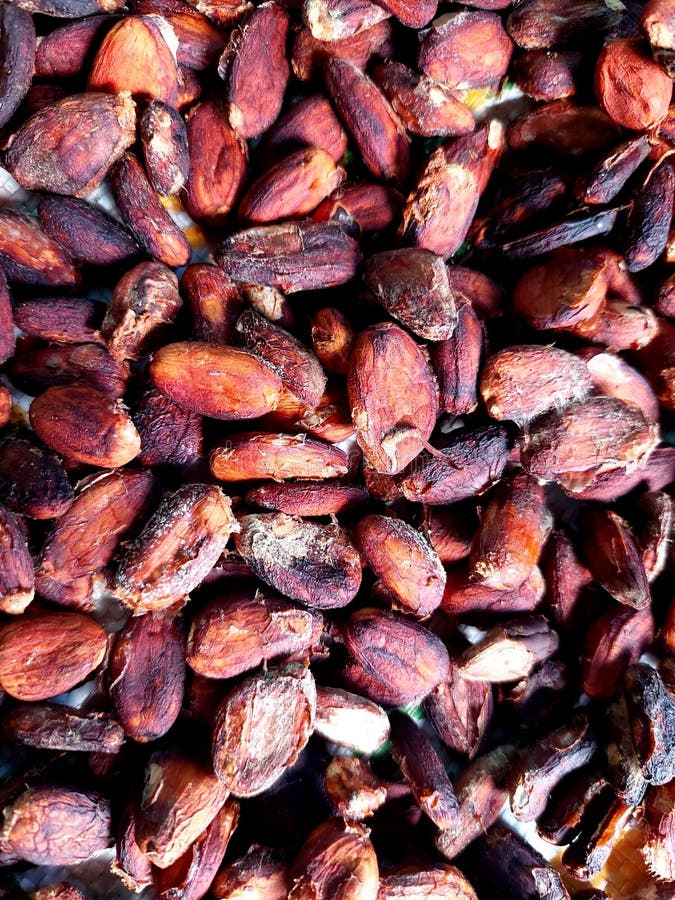 Cocoa Beans that Have Been Dried To Make Chocolate Powder Stock Image ...