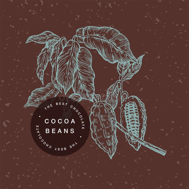 Cocoa Beans Illustration. Engraved Style Illustration. Chocolate Cocoa ...