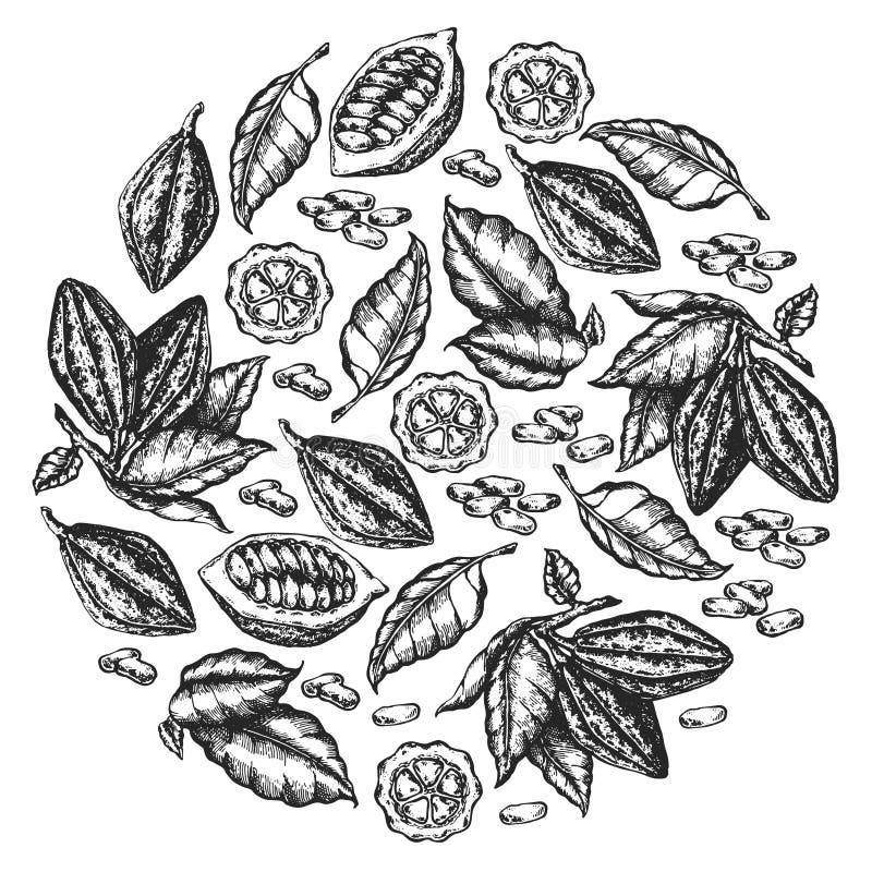 Cocoa Beans Illustration. Engraved Style Illustration. Chocolate Cocoa ...