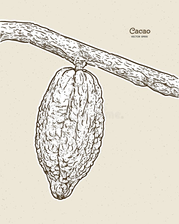 Cocoa Beans Illustration, Hand Draw Sketch Vector Stock Vector ... Cocoa Beans Illustration, Hand Draw Sketch Vector Stock Vector ...
