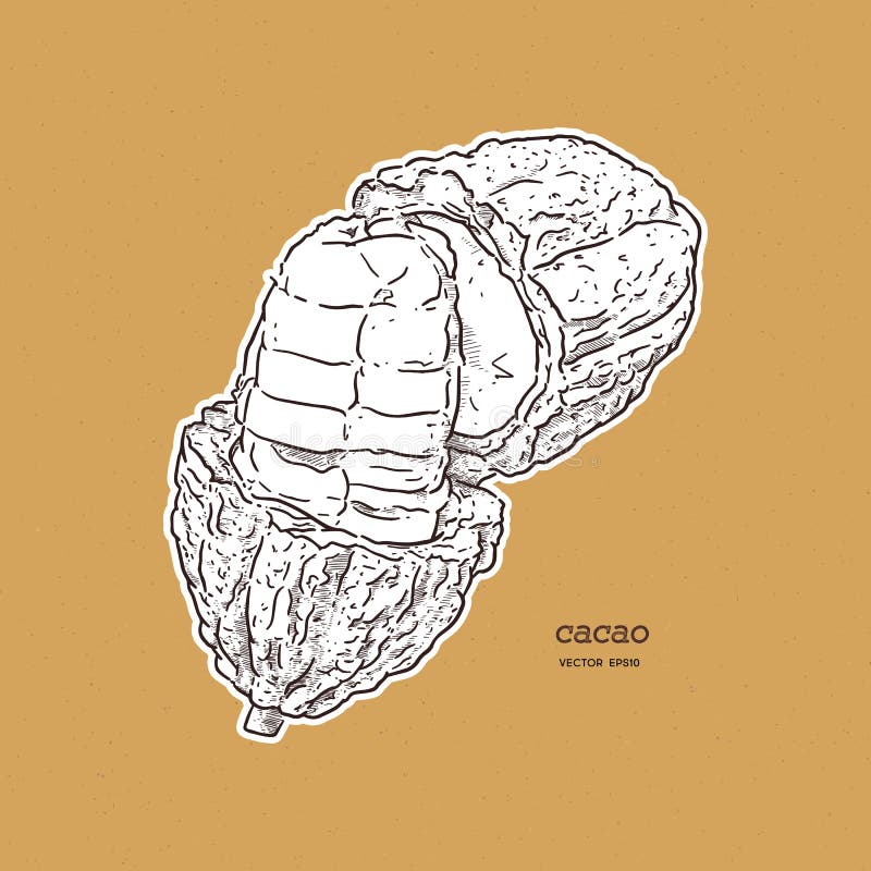 Cocoa Beans Illustration, Hand Draw Sketch Vector Stock Vector ... Cocoa Beans Illustration, Hand Draw Sketch Vector Stock Vector ...
