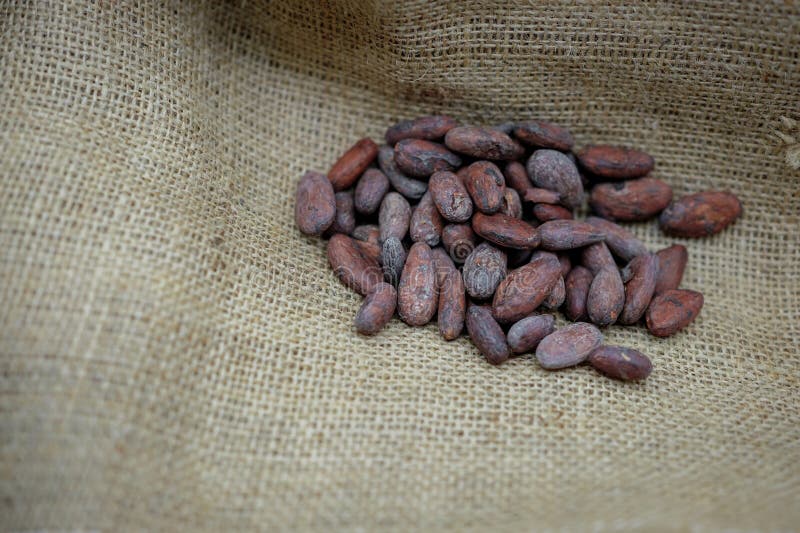 Cocoa Beans on the Jute Background. Stock Photo - Image of cacao ...