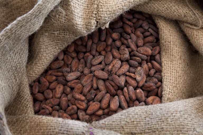 Cocoa beans in a jute bag stock photo. Image of chocolate - 49333376