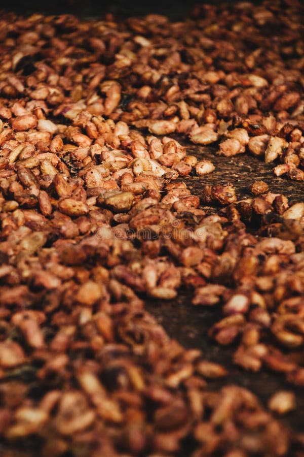Cocoa Beans in Natural Drying Process with the Sun Stock Photo - Image ...