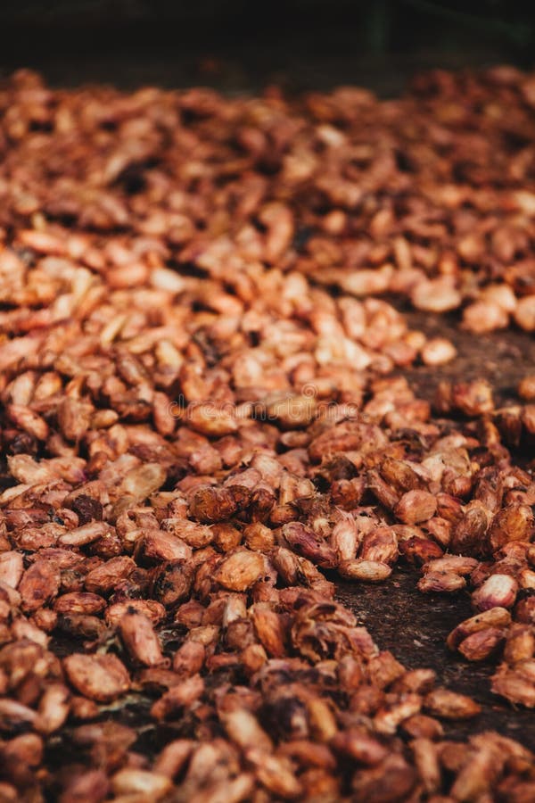 Cocoa Beans in Natural Drying Process with the Sun Stock Image - Image ...