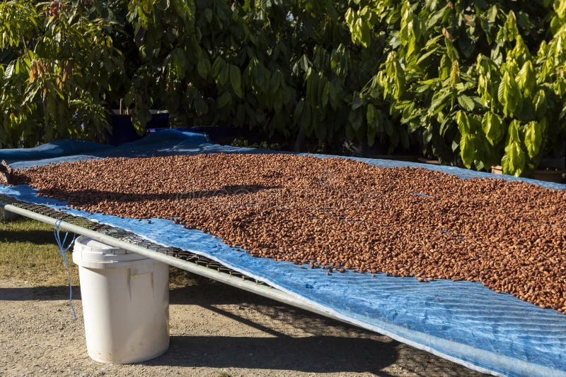 Cocoa Beans and Cocoa Pod on a Wooden Surface Stock Photo - Image of ...