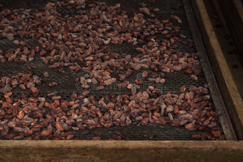 Cocoa Beans Processing in Guadeloupe Stock Photo - Image of production ...
