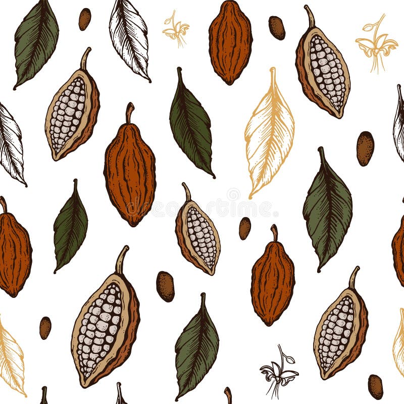 Cocoa Beans Hand Drawn Vintage Sketch Illustration Label Stock Vector ... Cocoa Beans Hand Drawn Vintage Sketch Illustration Label Stock Vector ...