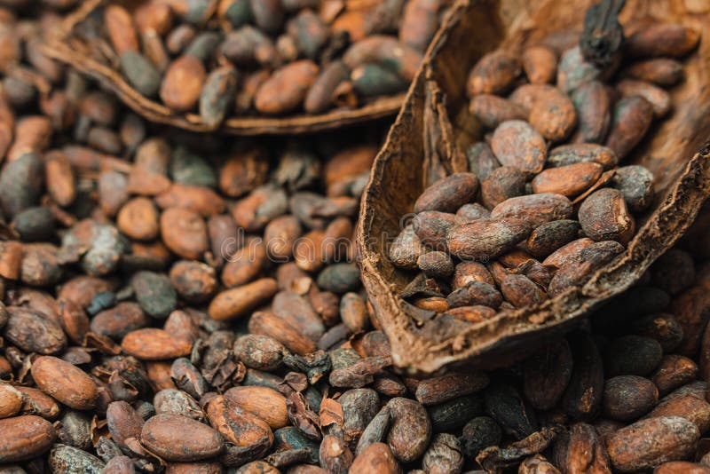 Cocoa Beans. Texture or Background Stock Photo - Image of seed ...