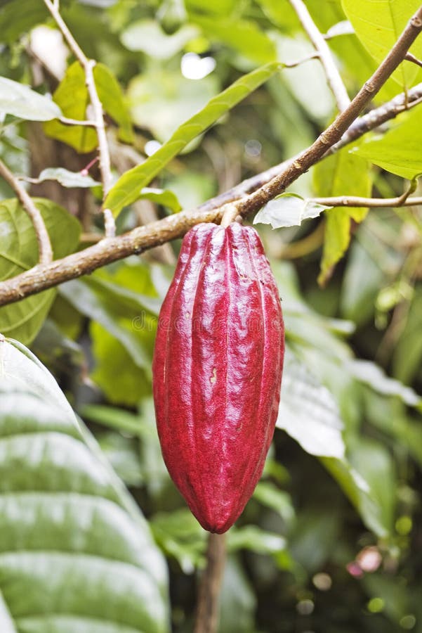 Cocoa-beans on a tree stock photo. Image of chocolate - 8385342