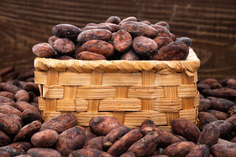 Cocoa Beans in a Wicker Box Stock Photo - Image of plant, fresh: 270016818