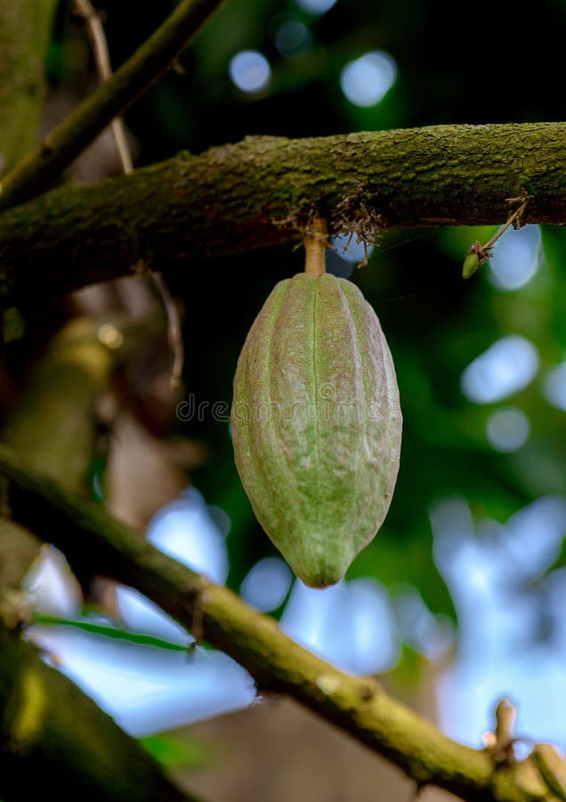 790 Cocoa Cacao Pods Tree Branch Stock Photos - Free & Royalty-Free ...