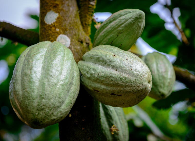 Cocoa Cacao Pods on Tree Branch Stock Image - Image of forest, bitter ...