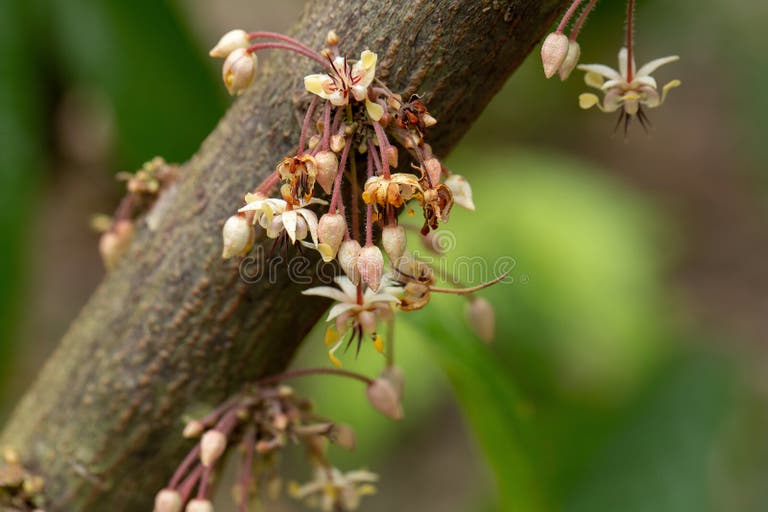 Cocoa Flowers, Cacao Fruit, Cocoa Pod on Tree Stock Image - Image of ...