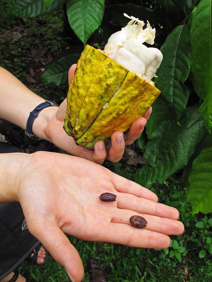 Cocoa fruit and beans stock image. Image of beans, jungle - 47200035