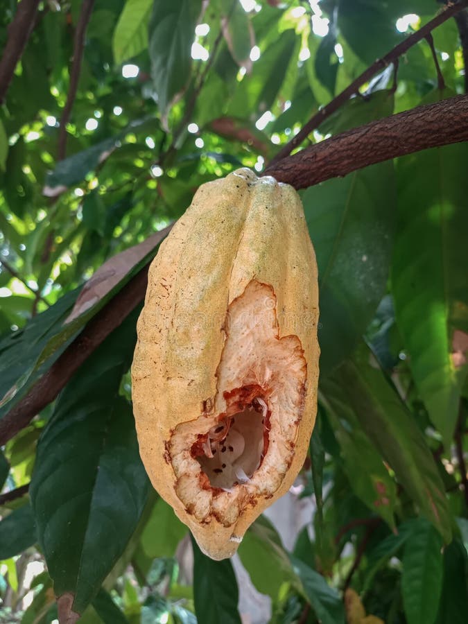 Cocoa Fruit that Has Been Eaten by Fruit Bats Stock Image - Image of ...