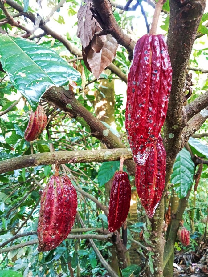 Cocoa Fruit or Most People Call it Chocolate Coffee. Stock Photo ...