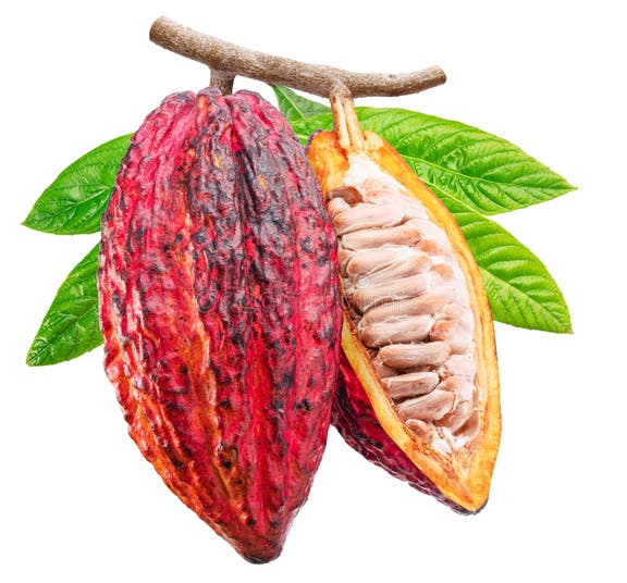 Cocoa Fruit and Opened Cocoa Pod on Branch with Green Leaves Isolated ... Cocoa Fruit and Opened Cocoa Pod on Branch with Green Leaves Isolated ...