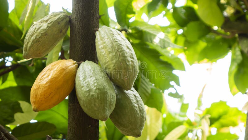 Cocoa fruit in the plant stock photo. Image of botany - 142652012