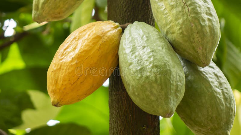 Cocoa fruit in the plant stock image. Image of branch - 142652027