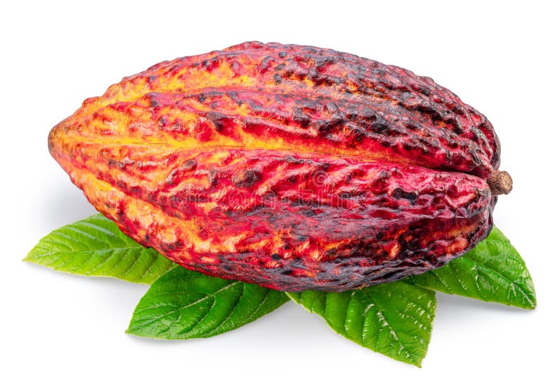 Cocoa Fruit or Cocoa Pod Over Green Leaves Isolated on White Background ...