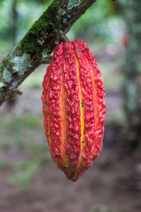 Cocoa fruit stock photo. Image of multi, crop, cameroon - 66787518