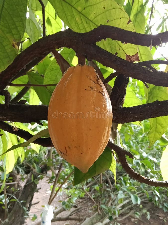 When the Cocoa Fruit is Ripe, Ready To Be Harvested, it is Brightly ...