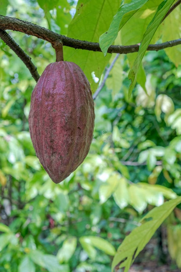 Cocoa Fruit Ripe in Tree in Jungle Farm before Harvest Stock Image ...