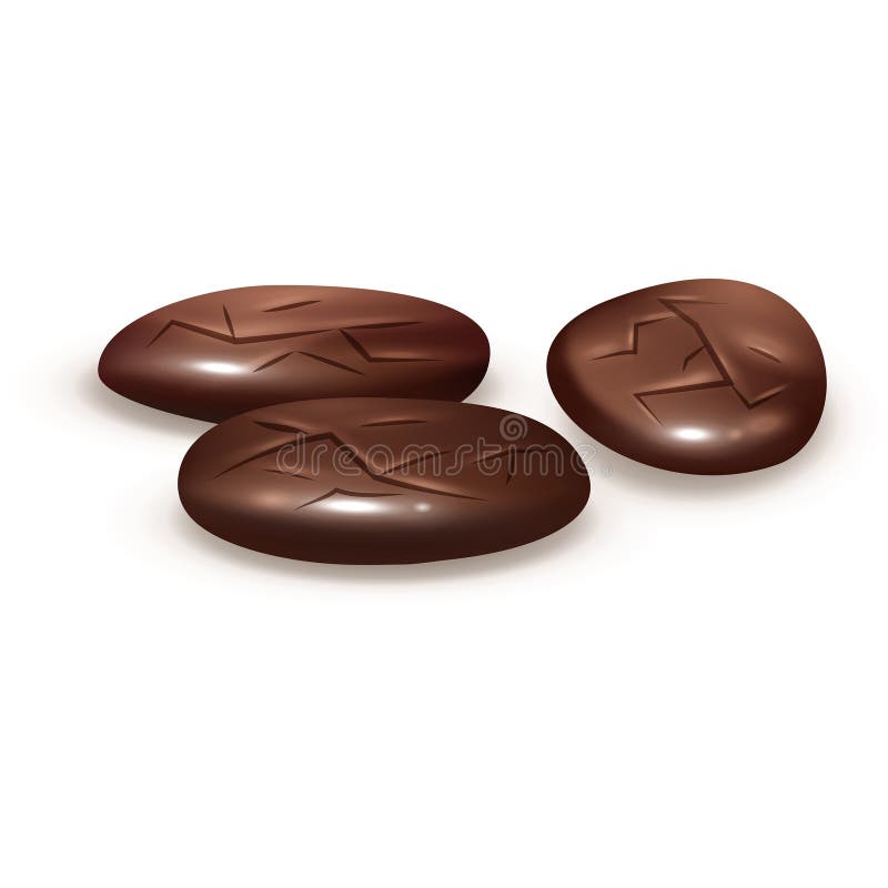 Cocoa Fruit Seeds Isolated on White Background Stock Vector ...