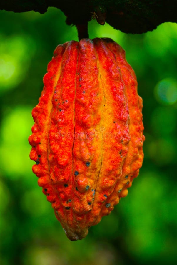 Cocoa Fruit in the Tree. Cocoa Pods in Tree, Stock Photo - Image of ...
