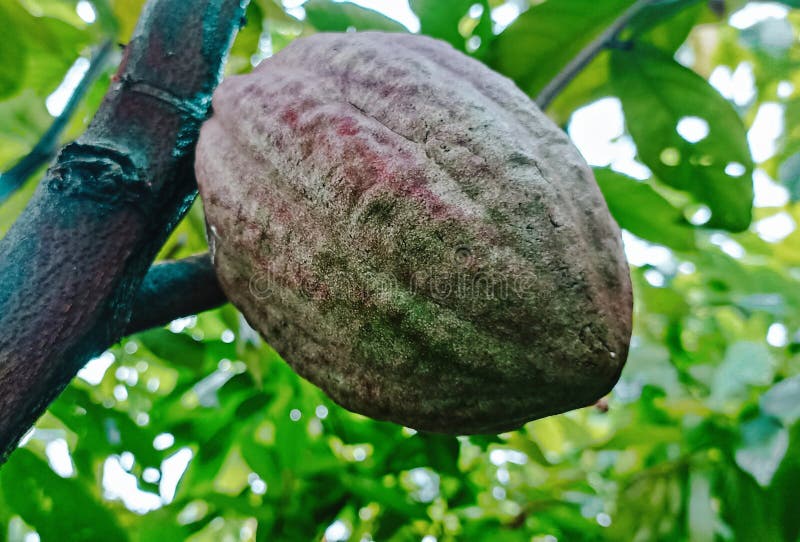 Cocoa fruit will be ripe stock photo. Image of evergreen - 269691924