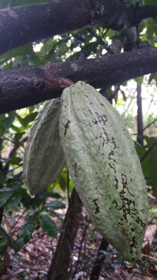 Cocoa fruits on the tree stock photo. Image of insect - 254461160