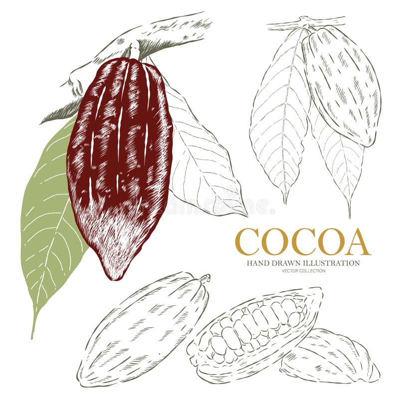 Cocoa Hand Drawn Illustration Vector Stock Vector - Illustration of ...