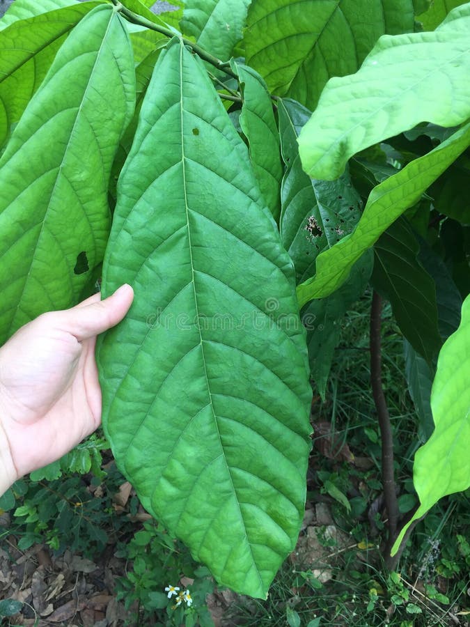 Set of Cocoa Leaf on White Background Stock Photo - Image of cocoa ...