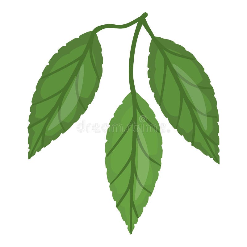 Cocoa Leaf Tree Icon Cartoon Vector. Bean Plant Stock Vector ...