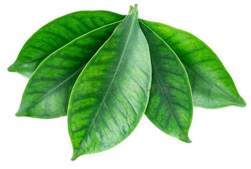 Cocoa Leaves on a White Background. Clipping Path Stock Image - Image ...