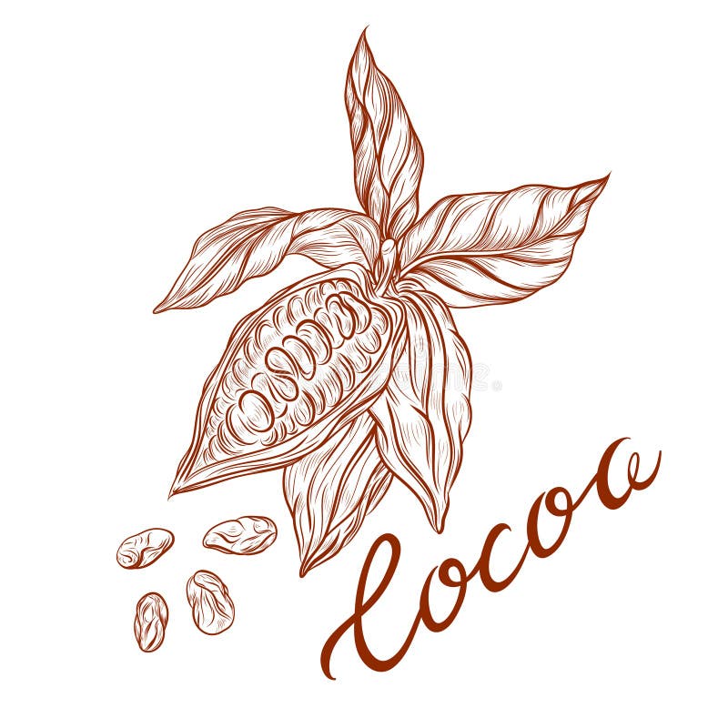 Cocoa logo stock vector. Illustration of health, chocolate - 143784807