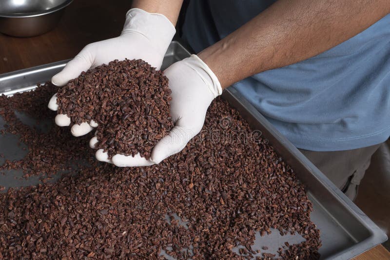 Cocoa Nibs in Hand in Cocoa Factory Stock Photo - Image of gourmet ...