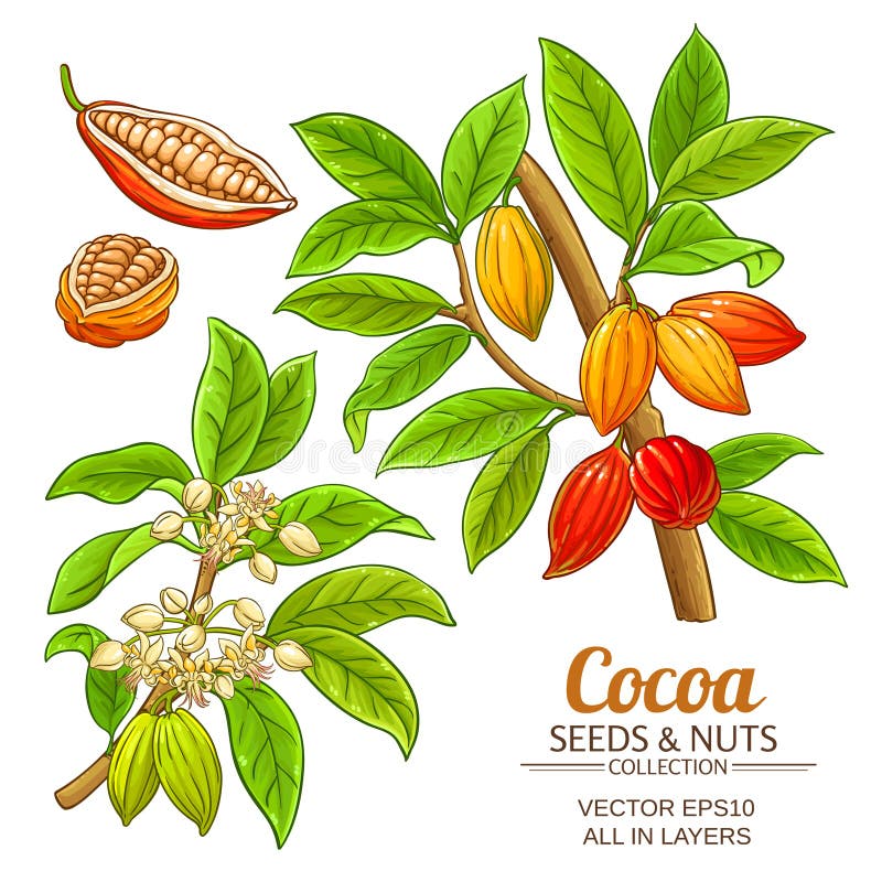 Cocoa plant vector stock vector. Illustration of cocoa - 124595885