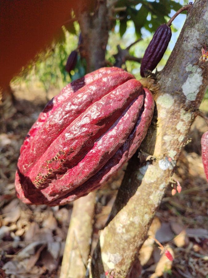 Cocoa Plantation Pods of Cocoa Stock Image - Image of branch, pods ...