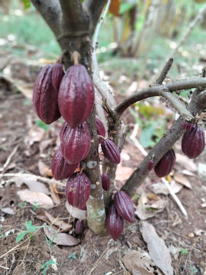 Cocoa Plantation in Uganda Cocoa Pods Stock Image - Image of pods, spring: 361219391