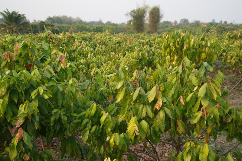 Cocoa Plants in Nature Background. Stock Photo - Image of cocoa, garden ...