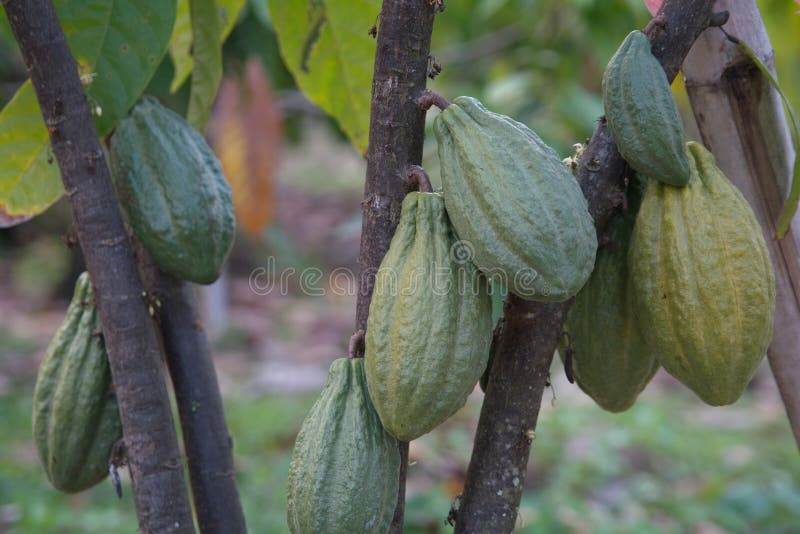 Cocoa Plants in Nature Background. Stock Image - Image of food, branch ...
