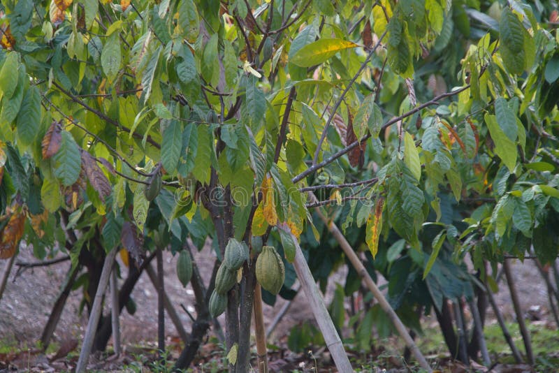 Cocoa Plants in Nature Background. Stock Image - Image of flower ...