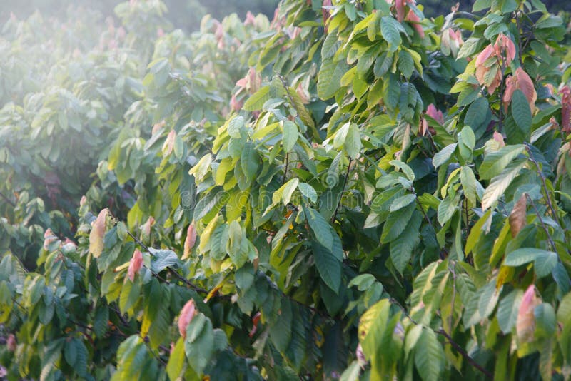 Cocoa Plants in Nature Background. Stock Photo - Image of branch, plant ...